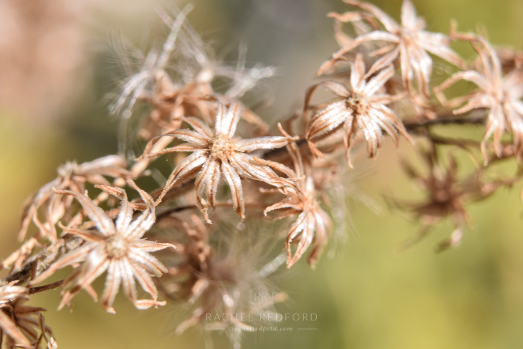 Macro Flora and Fauna | Rachel Redford